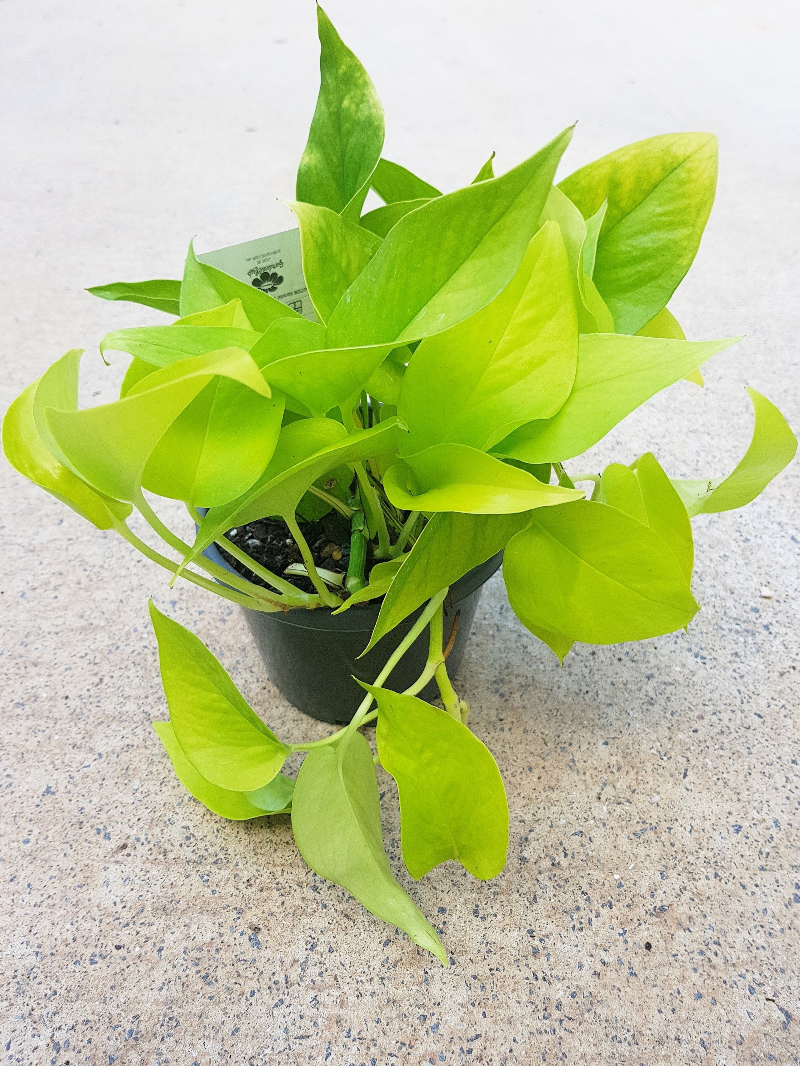 Epipremnum Aureum (Pothos Goldilocks) | Leafy Theory